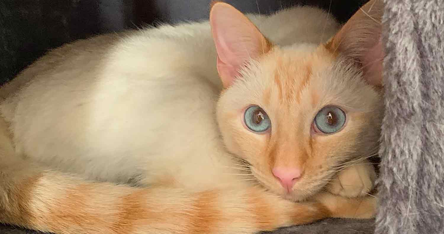 Siamese Flame Point Cats Wallpapers Wallpaper Cave