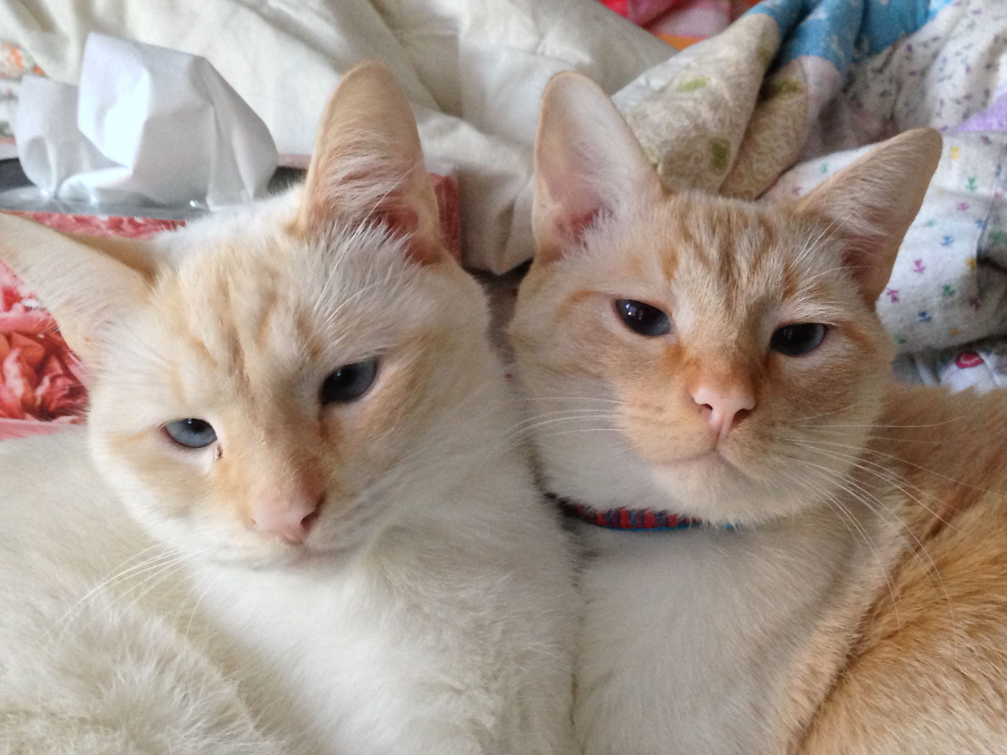 Siamese Flame Point Cats Wallpapers - Wallpaper Cave