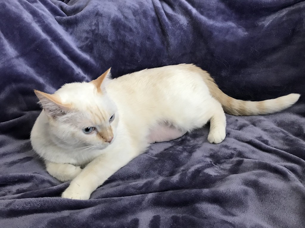 Flame Point Cats Wallpapers - Wallpaper Cave