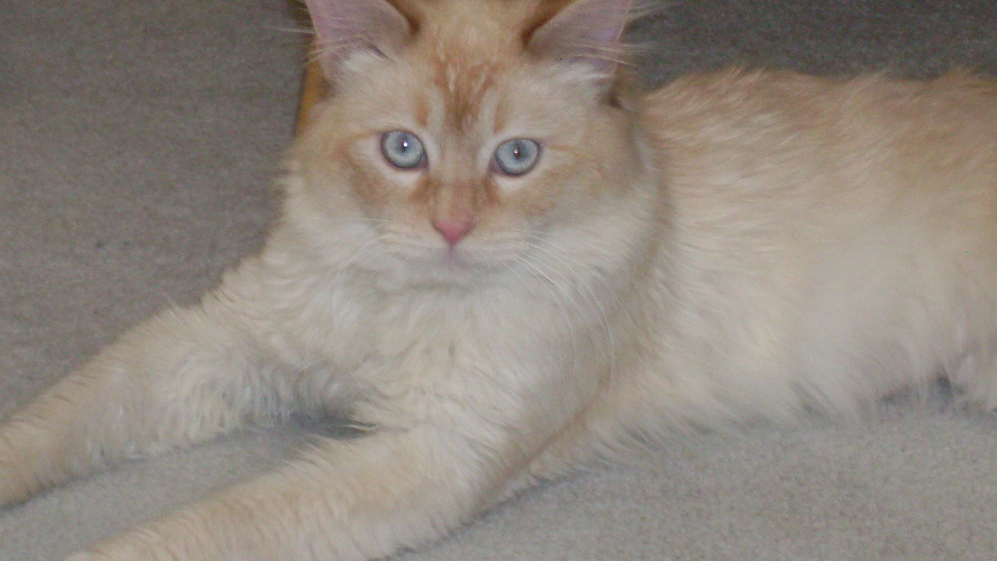 Flame Point Cats Wallpapers - Wallpaper Cave