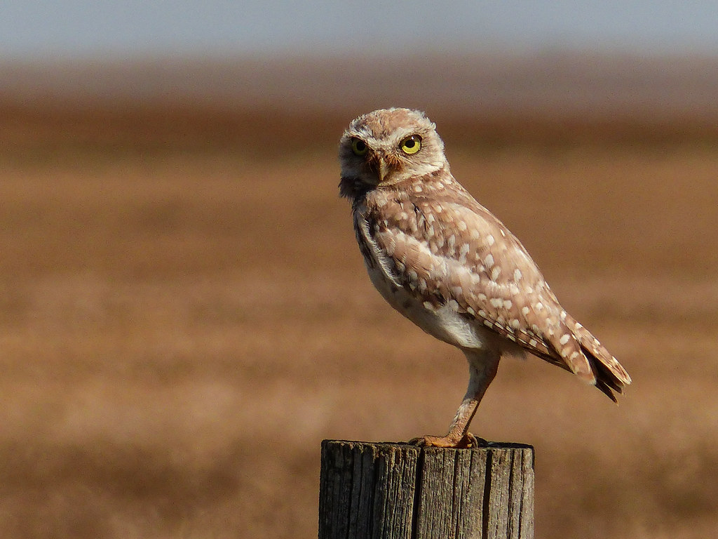Little Burrowing Owls Wallpapers - Wallpaper Cave
