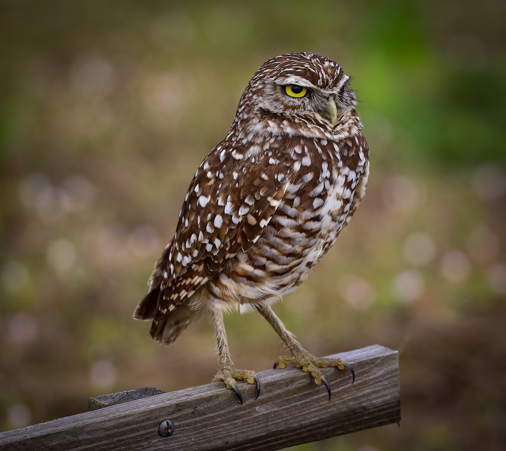 Little Burrowing Owls Wallpapers - Wallpaper Cave