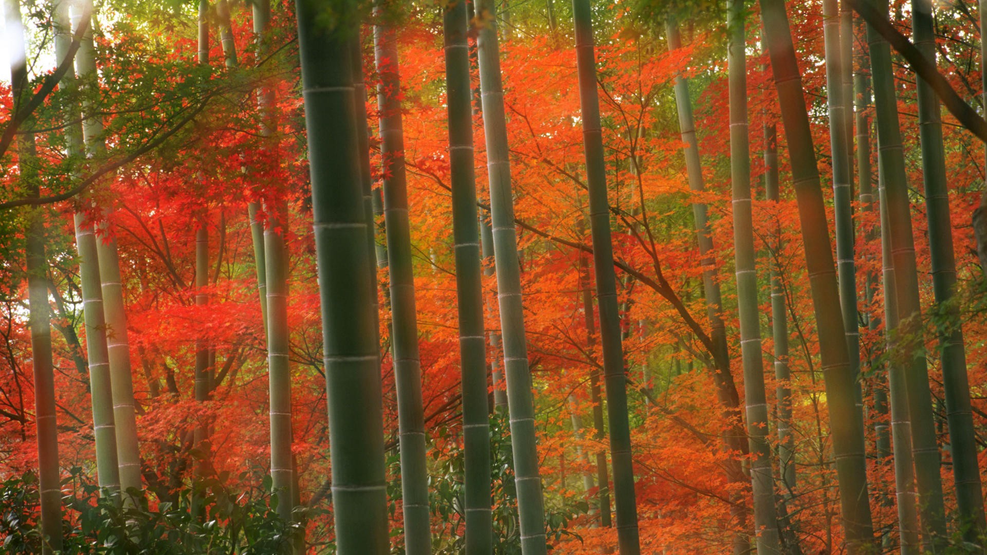 Autumn Bamboo Wallpapers - Wallpaper Cave