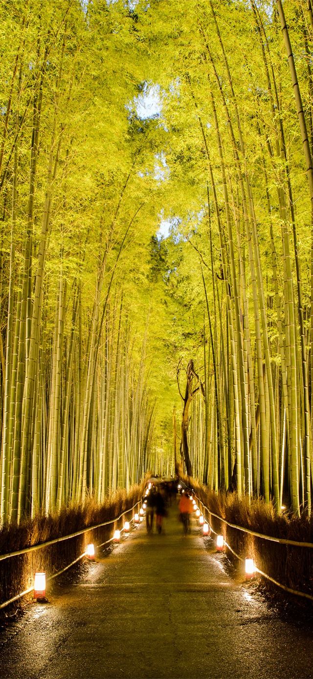 Autumn Bamboo Wallpapers - Wallpaper Cave