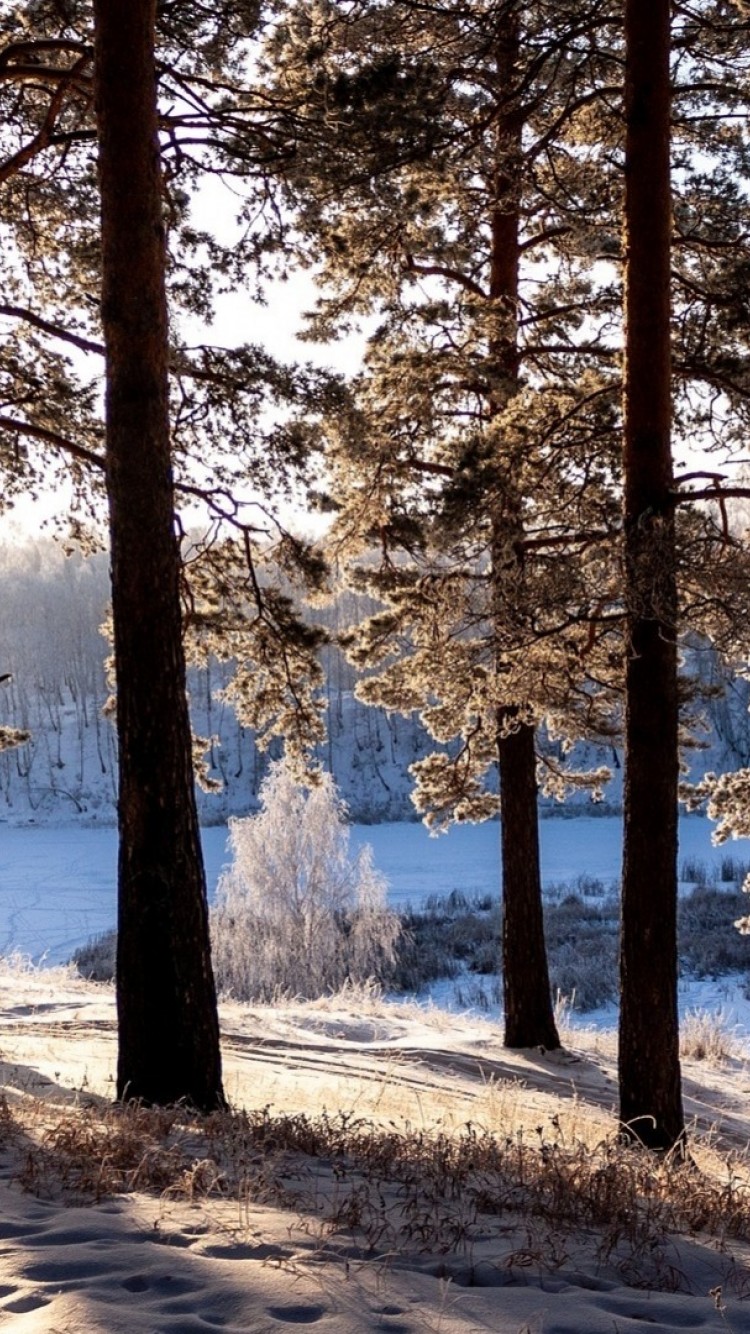 Winter Forest Mobile Wallpapers - Wallpaper Cave