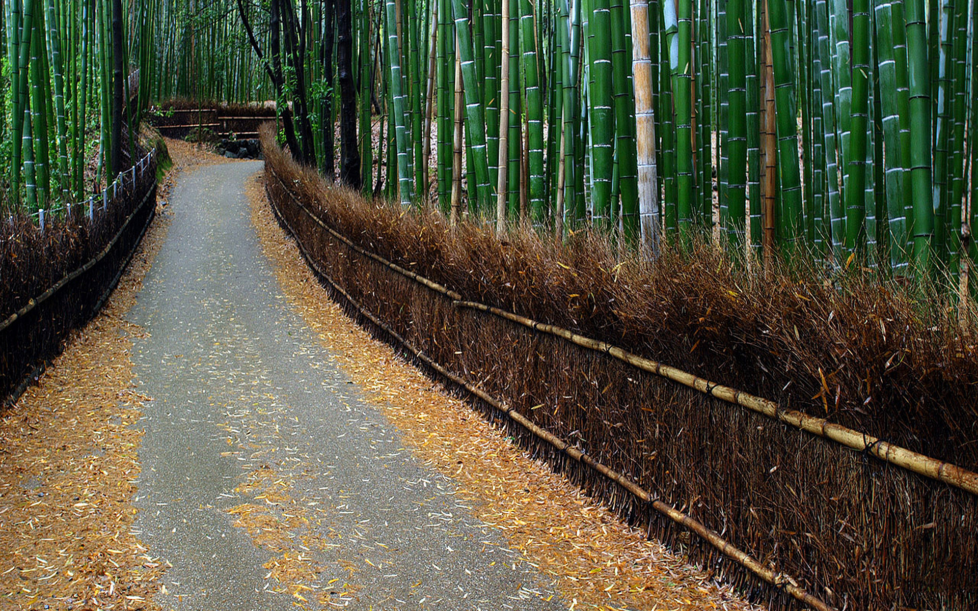 Autumn Bamboo Wallpapers - Wallpaper Cave