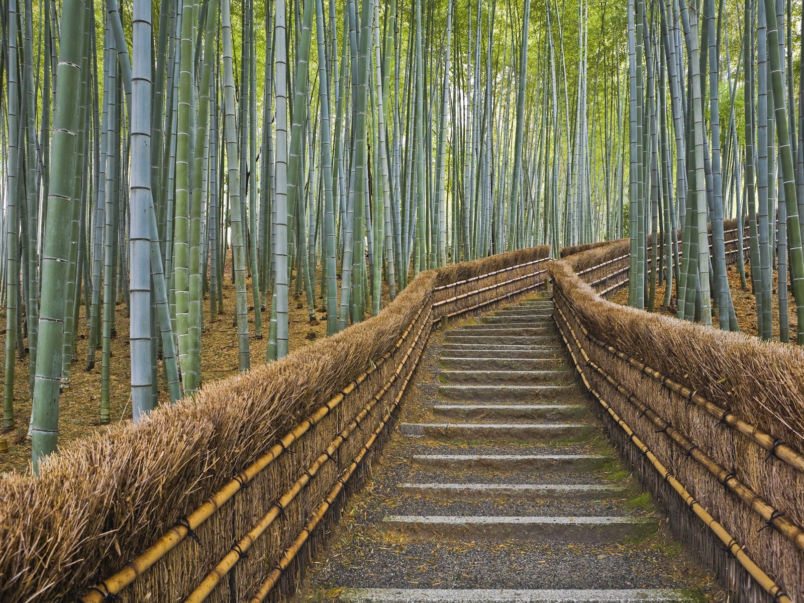 Autumn Bamboo Wallpapers - Wallpaper Cave