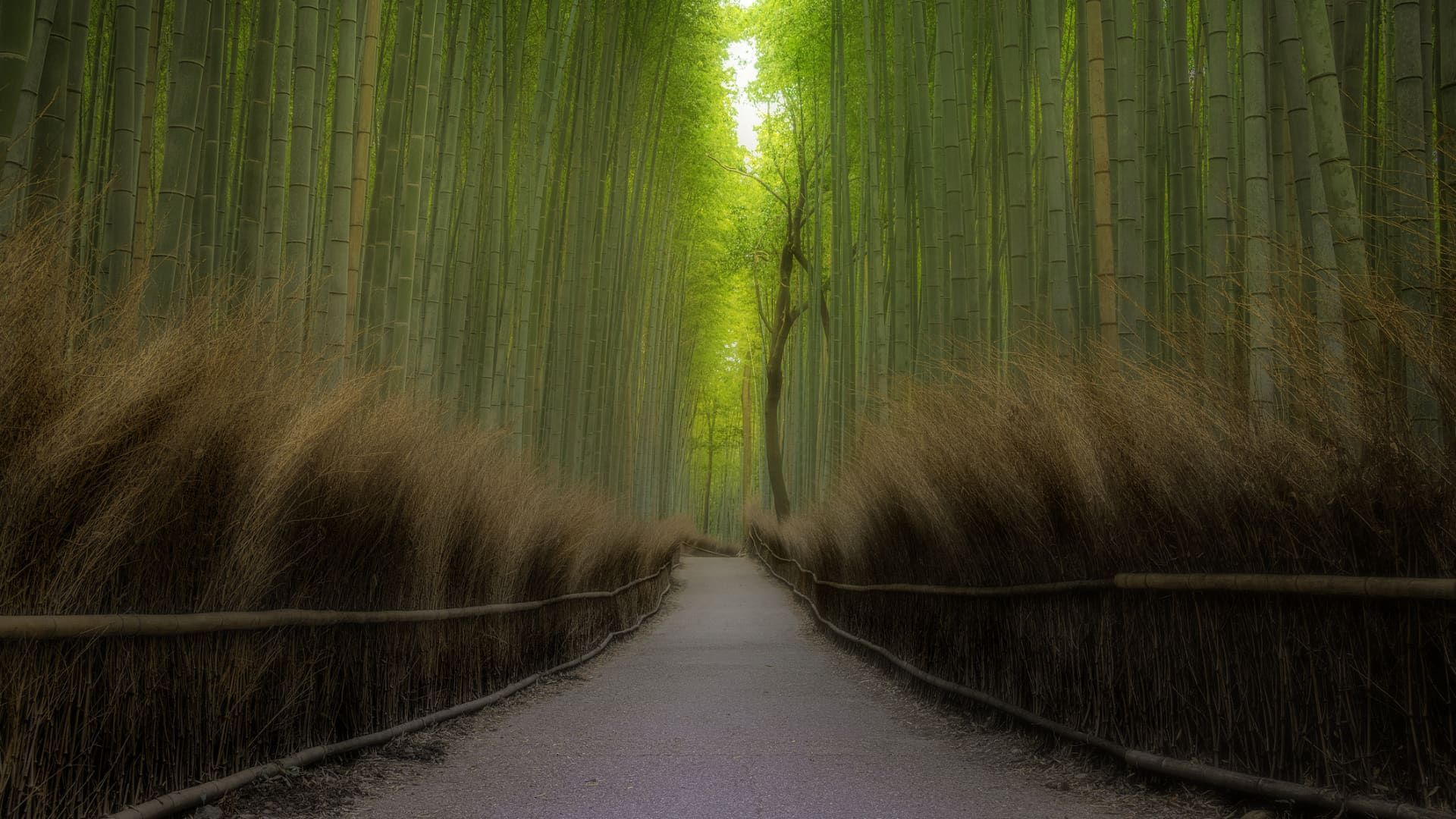 Autumn Bamboo Wallpapers - Wallpaper Cave