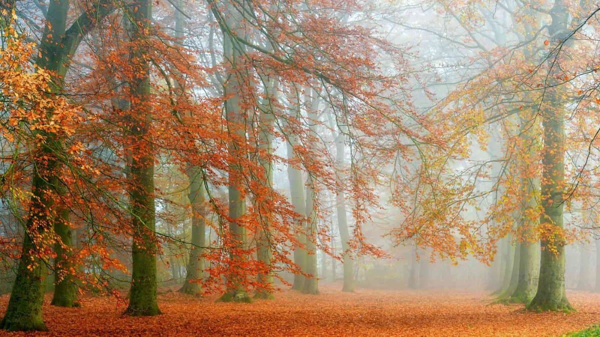 Misty Autumn Day Wallpapers - Wallpaper Cave