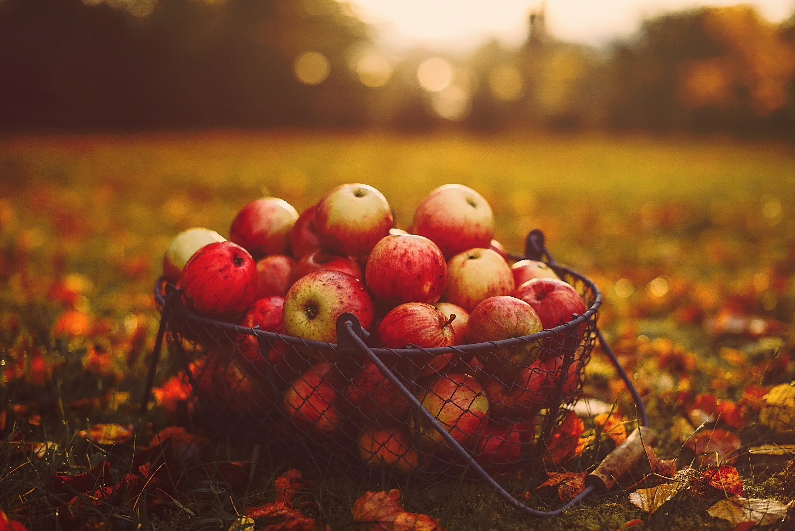 Fruit Autumn Wallpapers - Wallpaper Cave