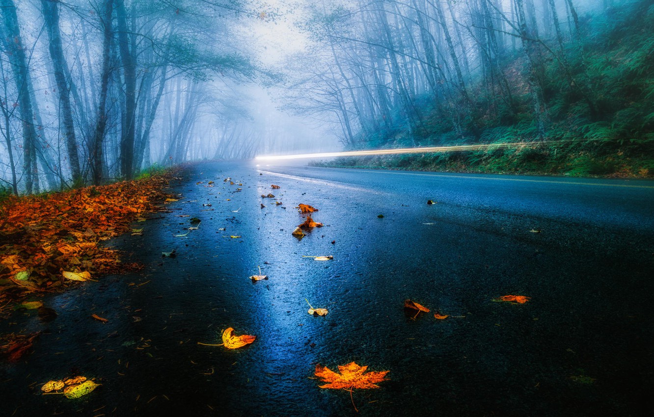 Autumn Forest Rain Wallpapers - Wallpaper Cave