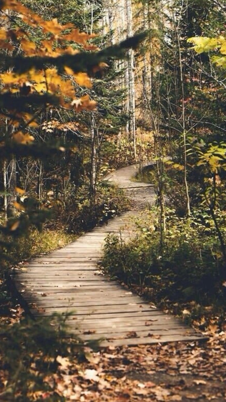 Autumn Forest Rain Wallpapers - Wallpaper Cave