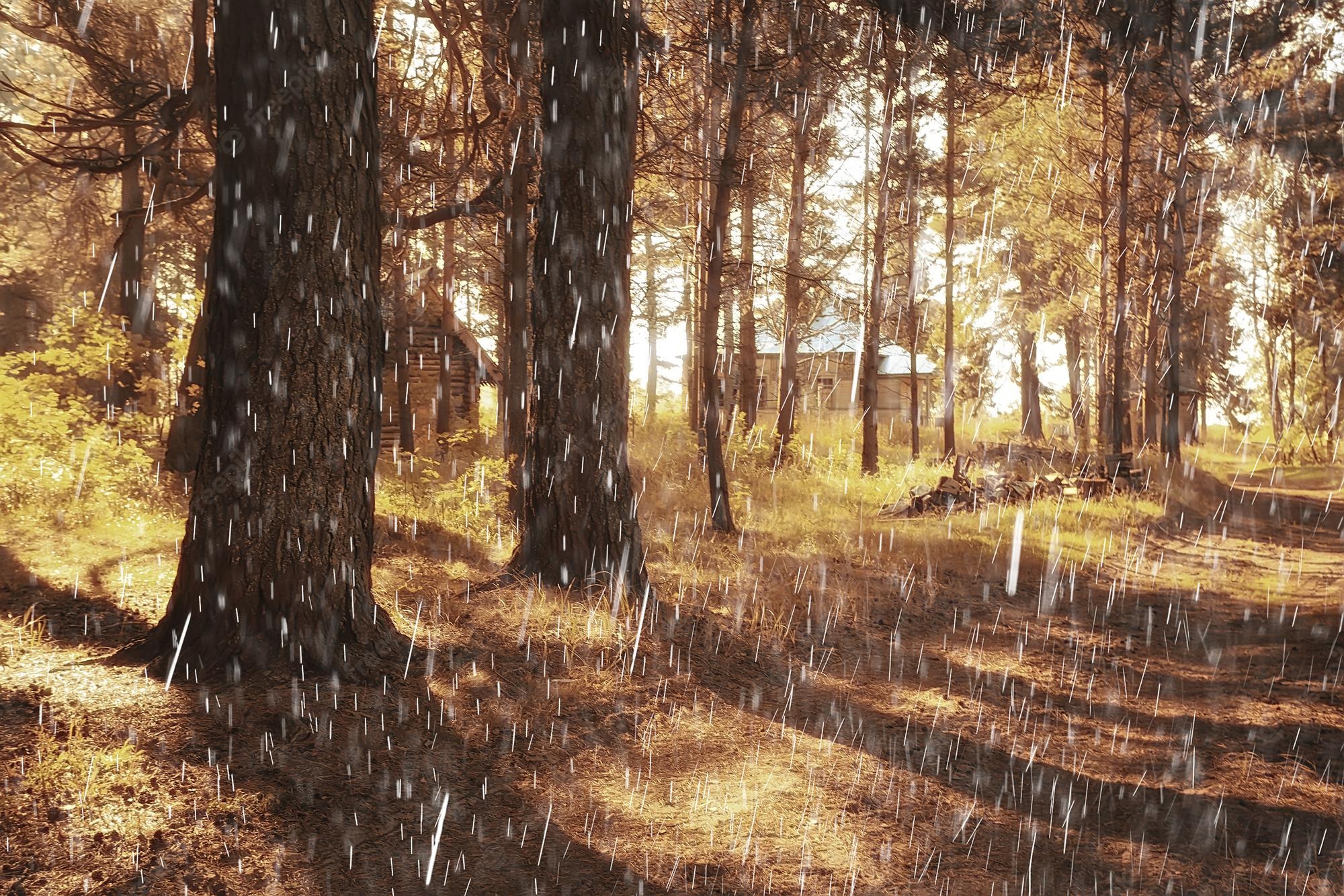 Autumn Forest Rain Wallpapers - Wallpaper Cave