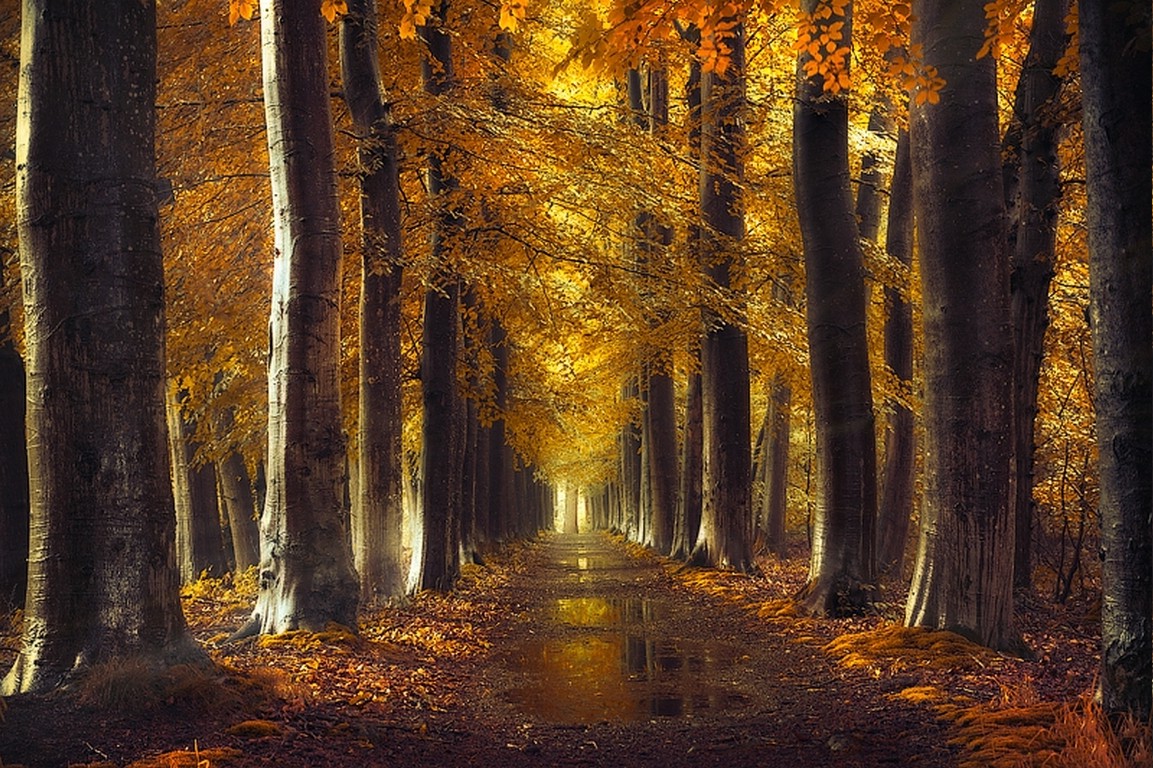 Autumn Forest Rain Wallpapers - Wallpaper Cave