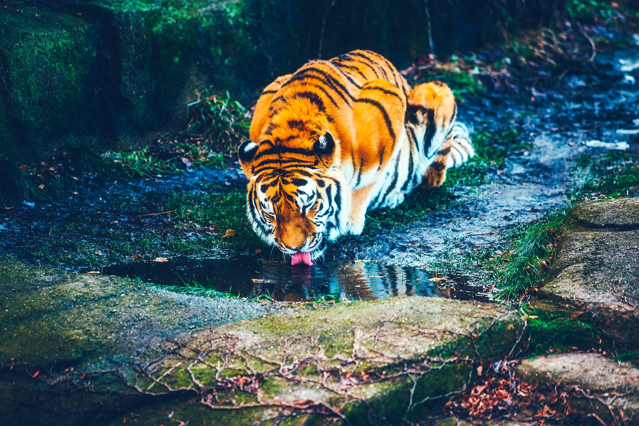 Water Tiger Wallpapers - Wallpaper Cave