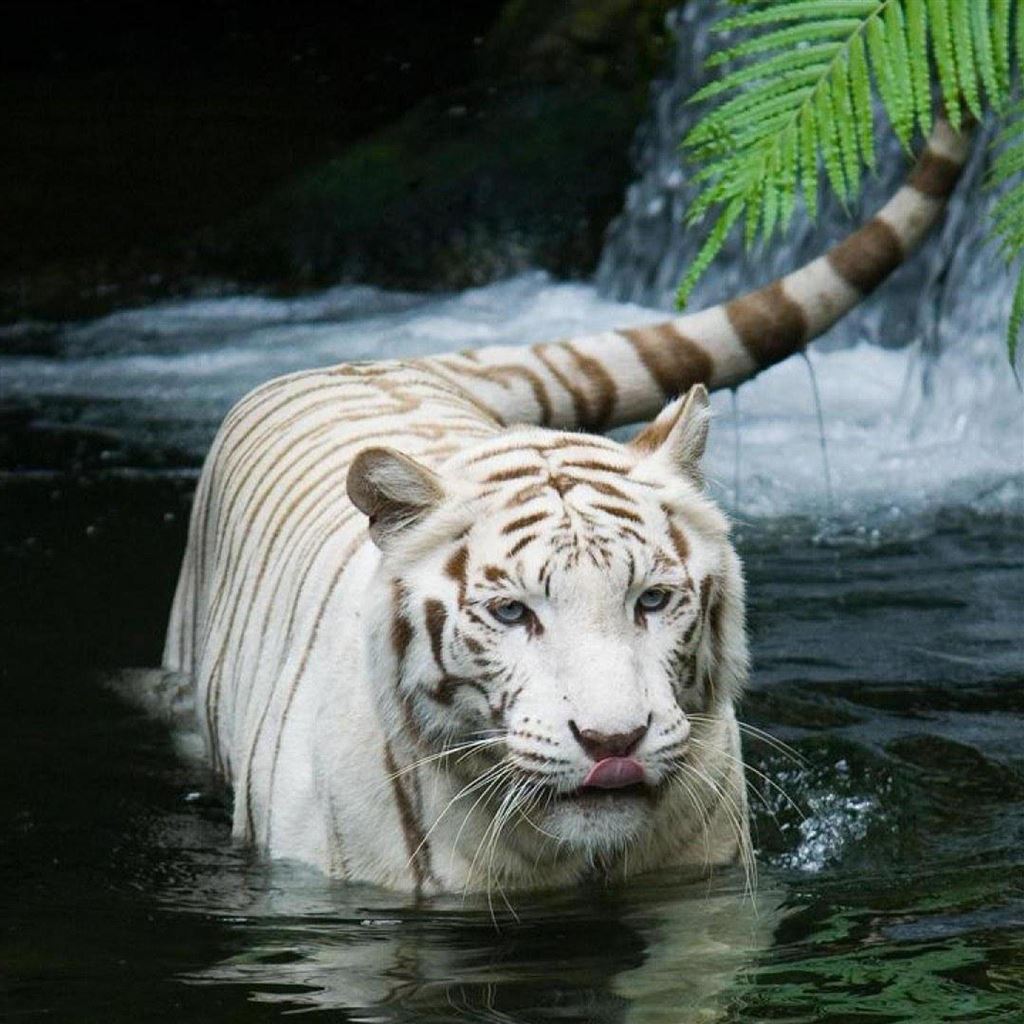 Water Tiger Wallpapers - Wallpaper Cave