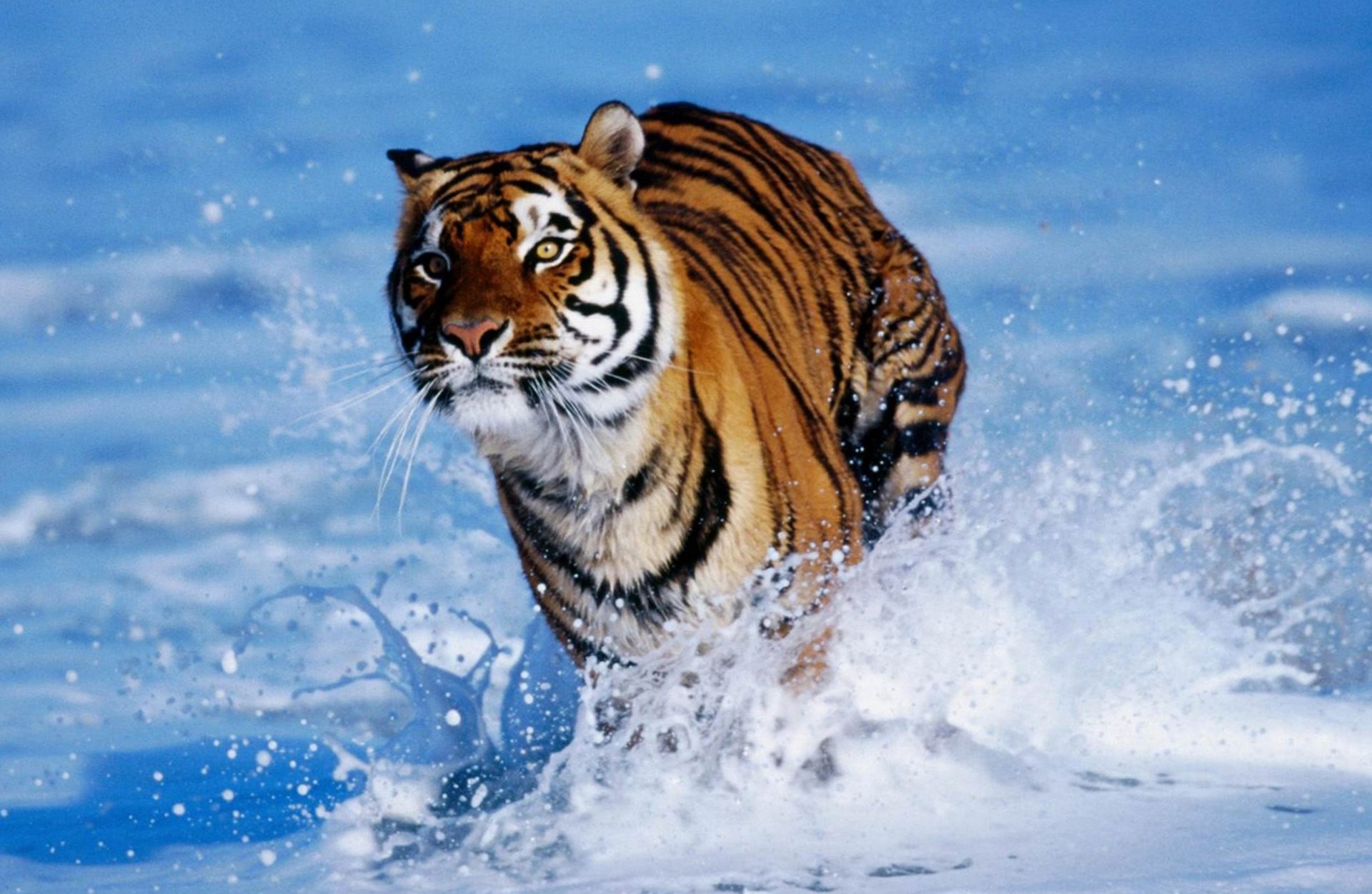 Water Tiger Wallpapers - Wallpaper Cave