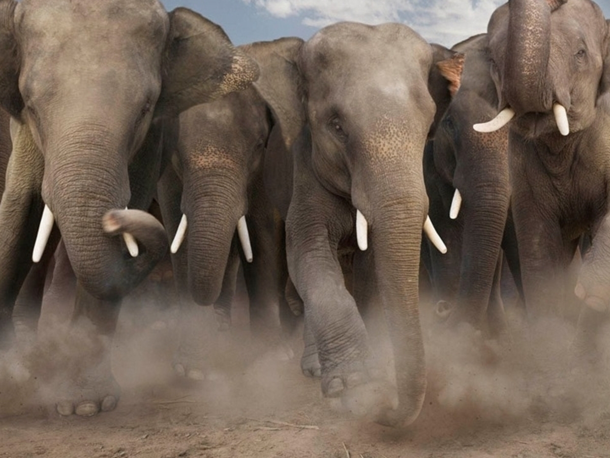 Angry Elephant Wallpapers - Wallpaper Cave