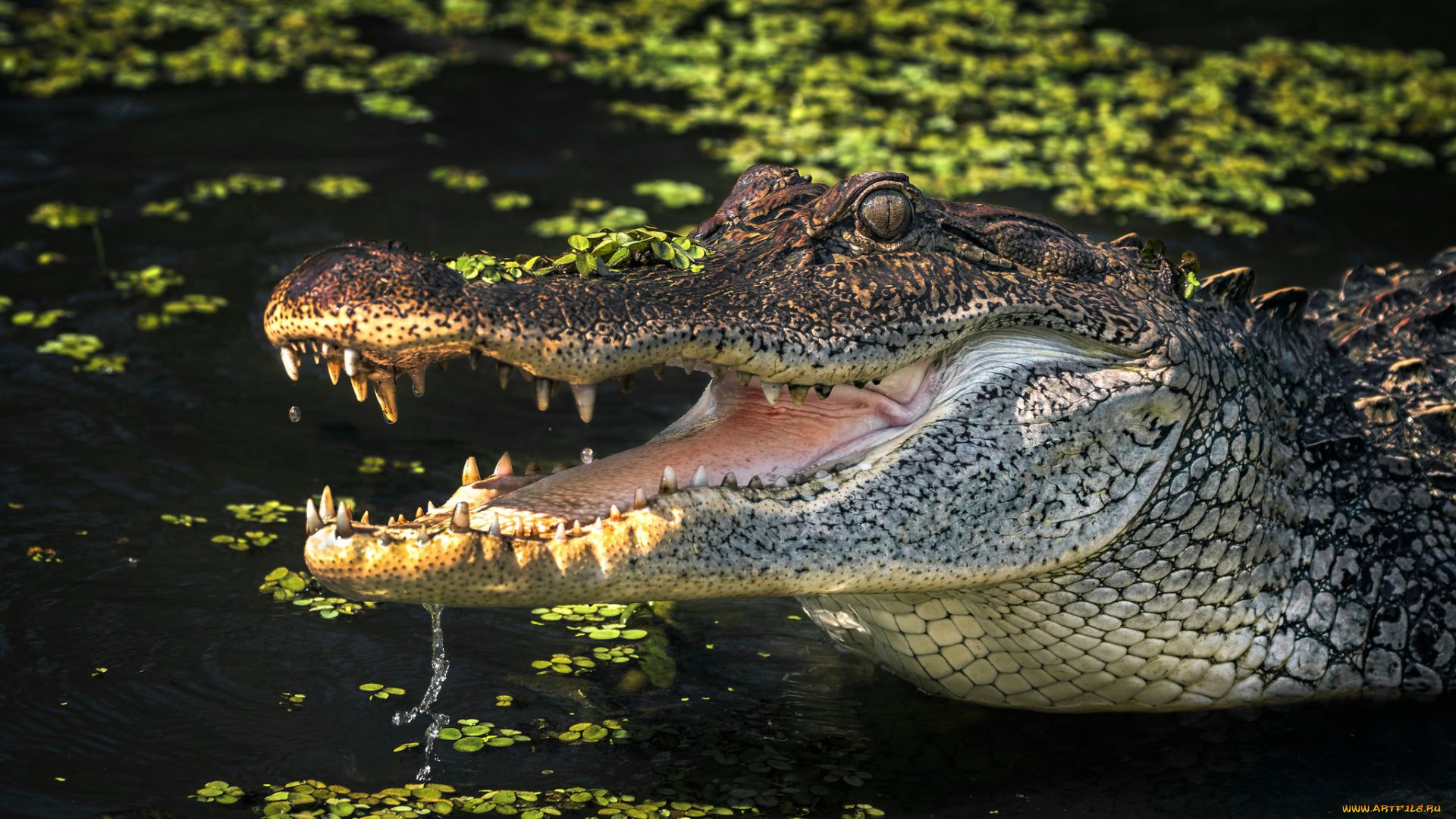 Saltwater Crocodile Wallpapers - Wallpaper Cave