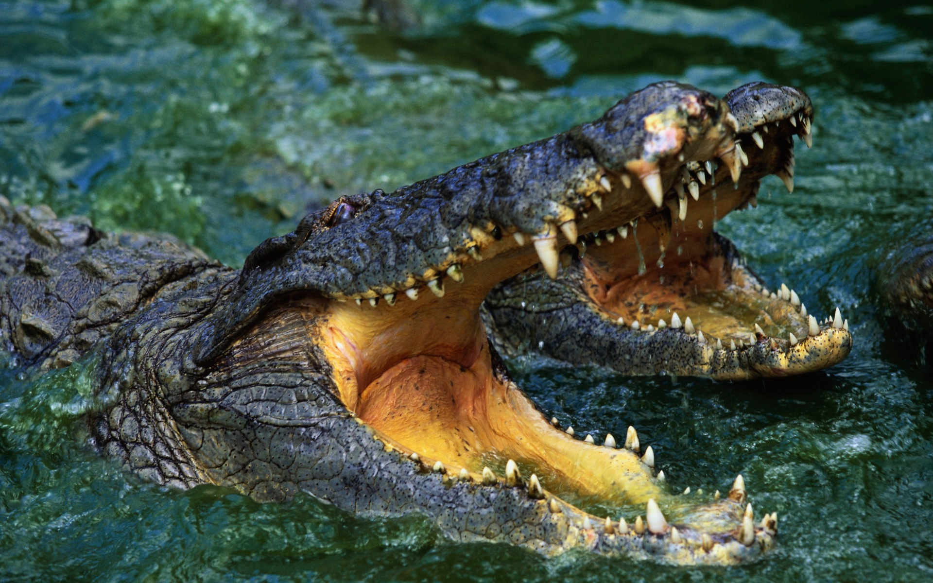 Saltwater Crocodile Wallpapers - Wallpaper Cave
