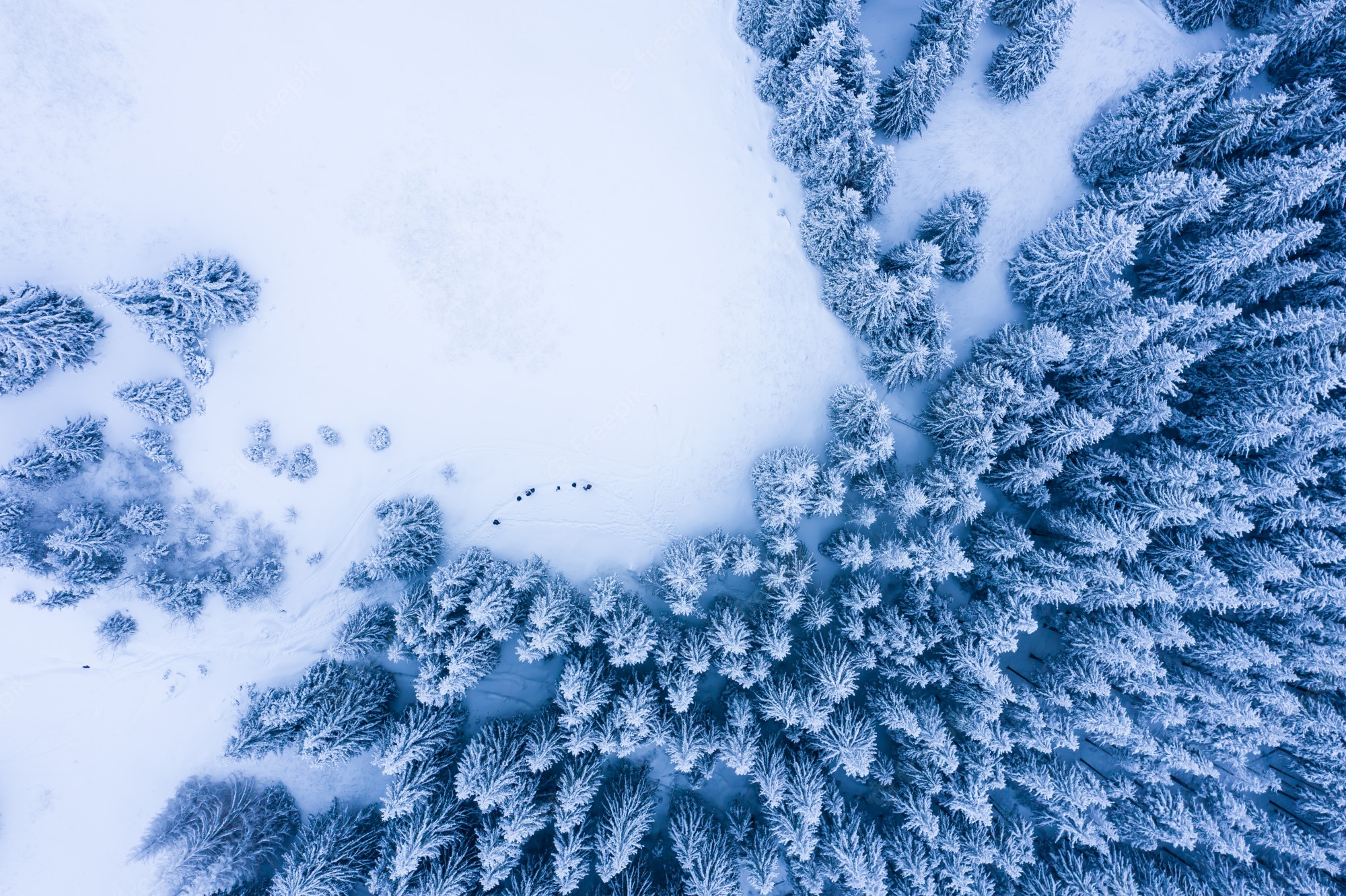 Winter Forest Aerial View Wallpapers - Wallpaper Cave