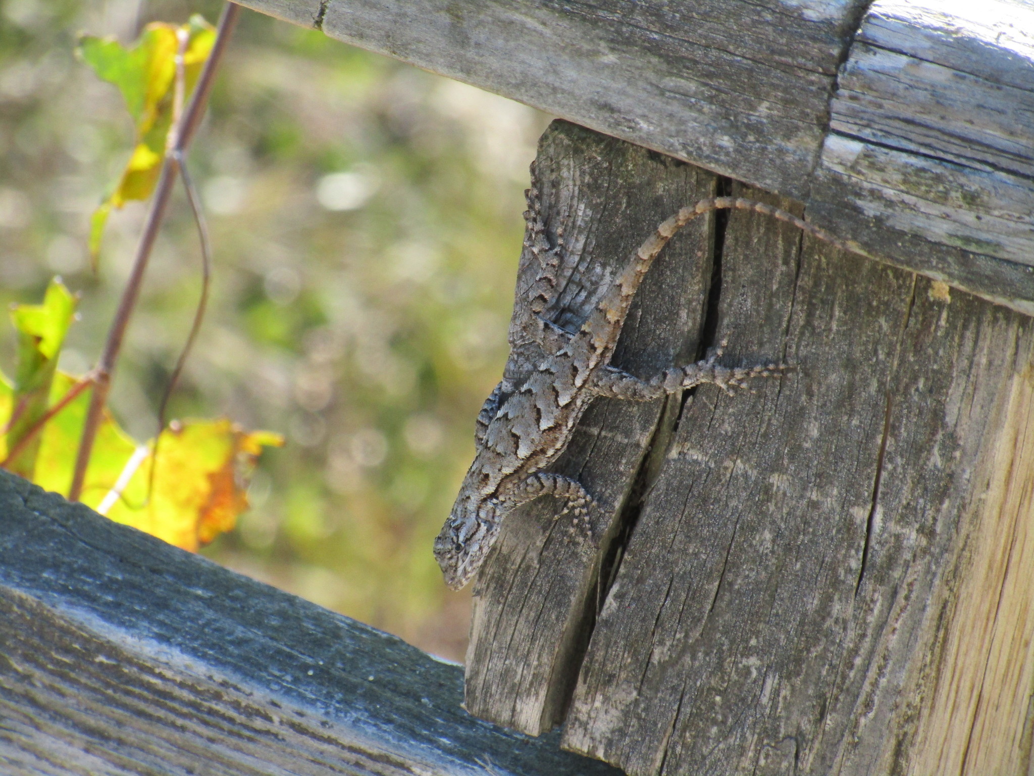 Eastern Fence Lizard Wallpapers - Wallpaper Cave