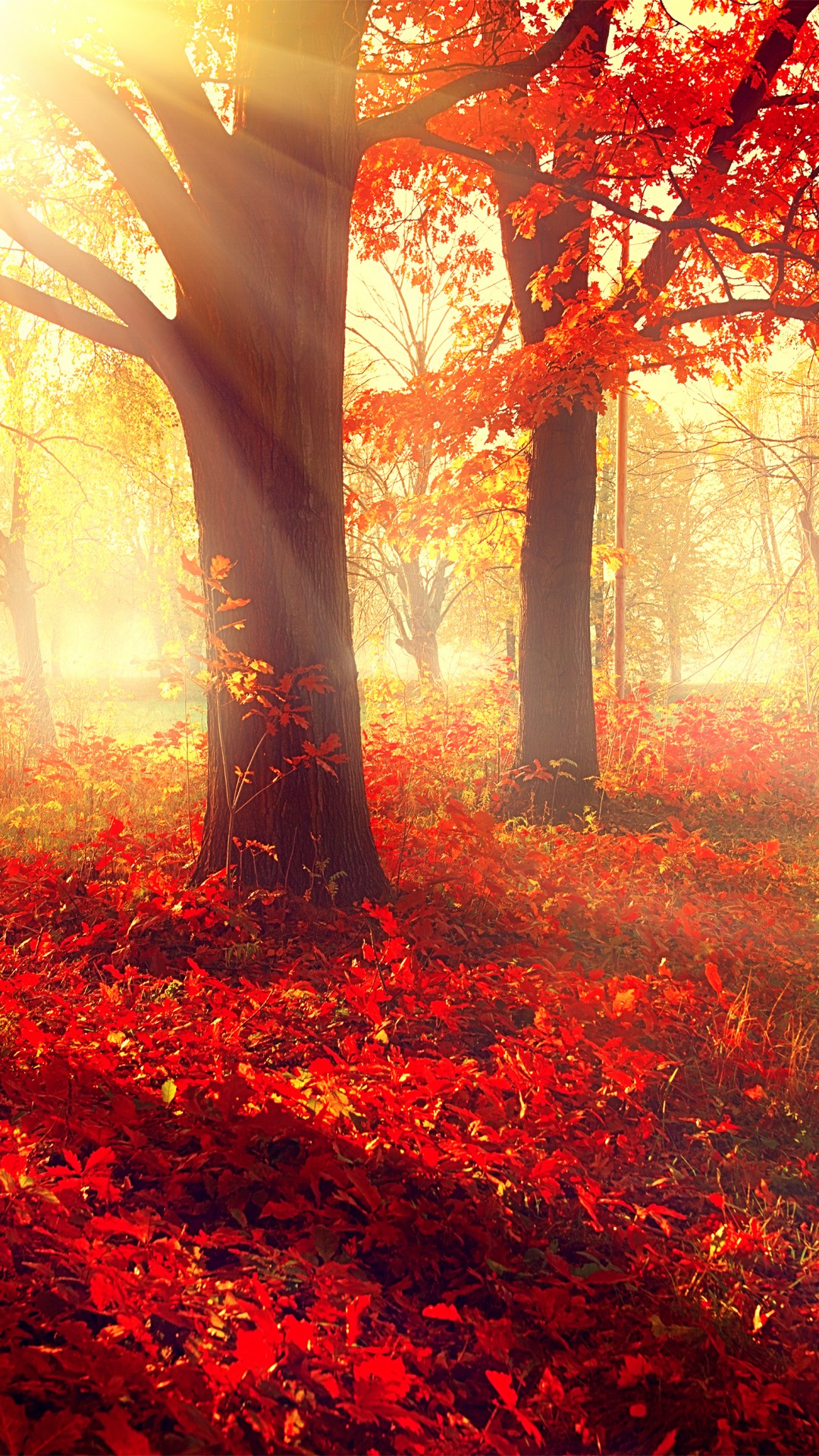 Beautiful Leaves Wallpapers - Wallpaper Cave
