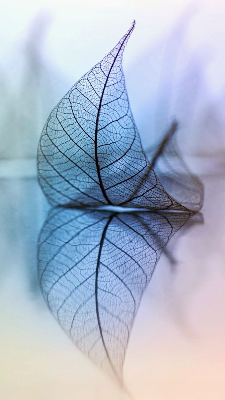 Beautiful Leaves Wallpapers - Wallpaper Cave