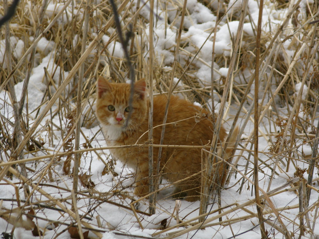 Cool Cats Winter Wallpapers - Wallpaper Cave