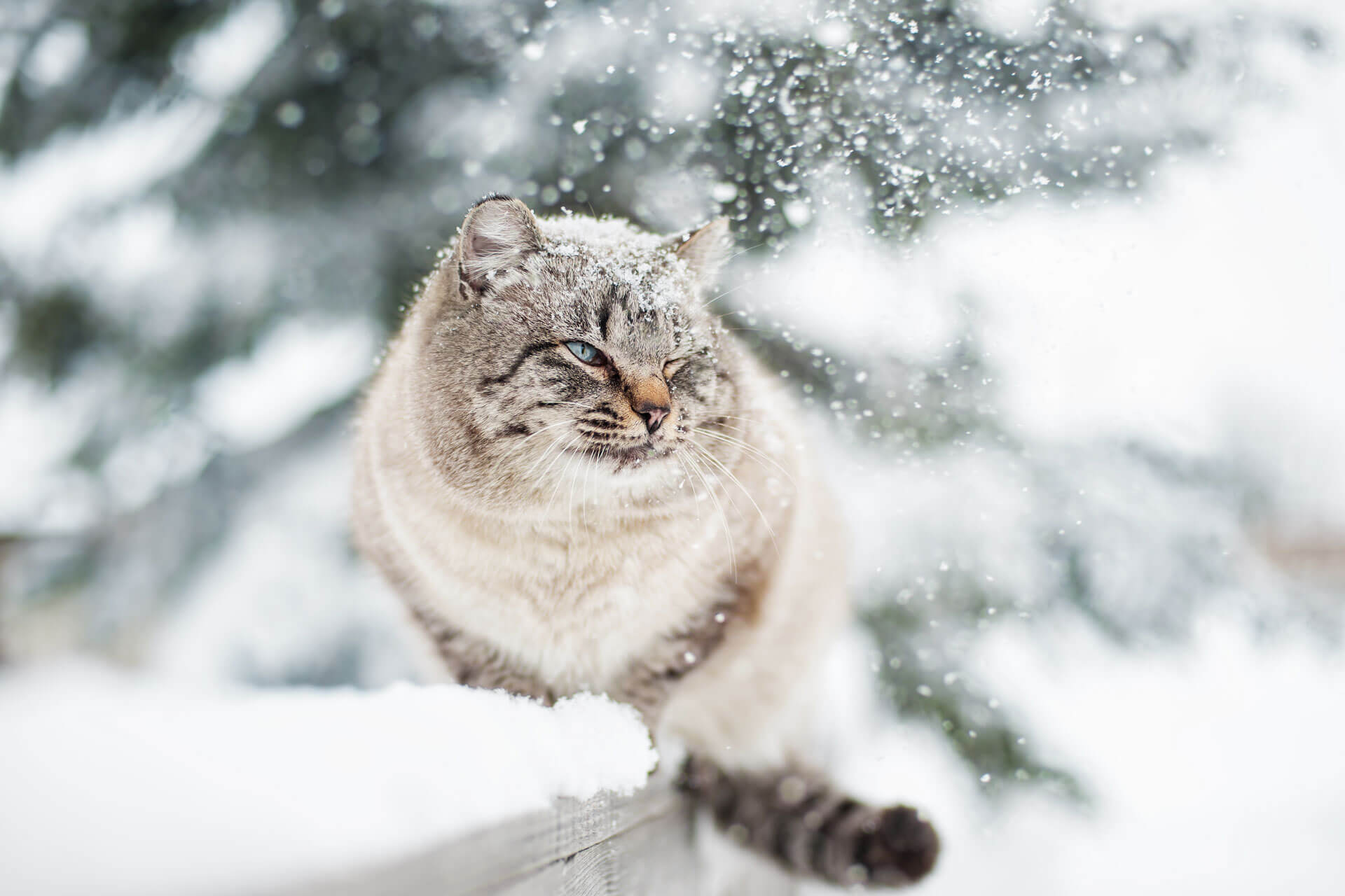 Cool Cats Winter Wallpapers - Wallpaper Cave