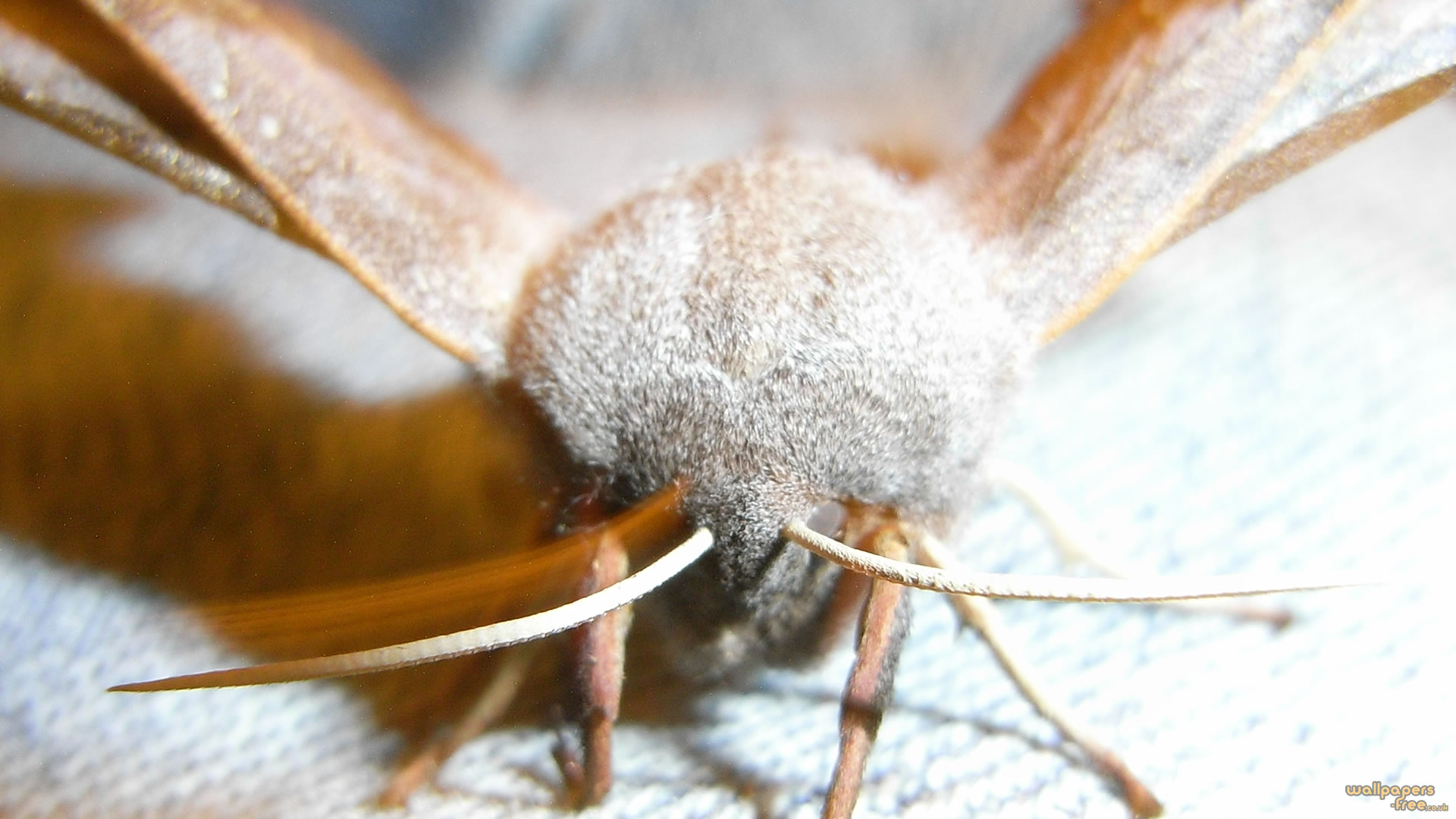 Fluffy Moth Wallpapers - Wallpaper Cave