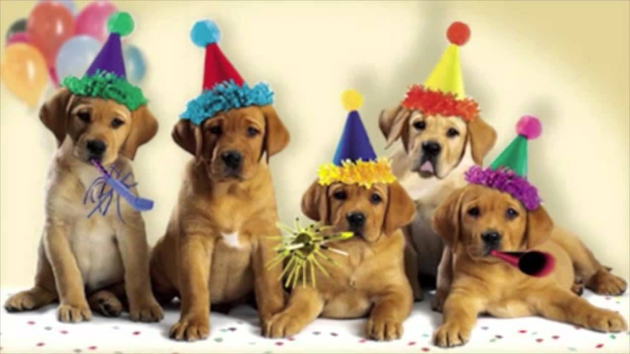 Birthday Dogs Wallpapers - Wallpaper Cave
