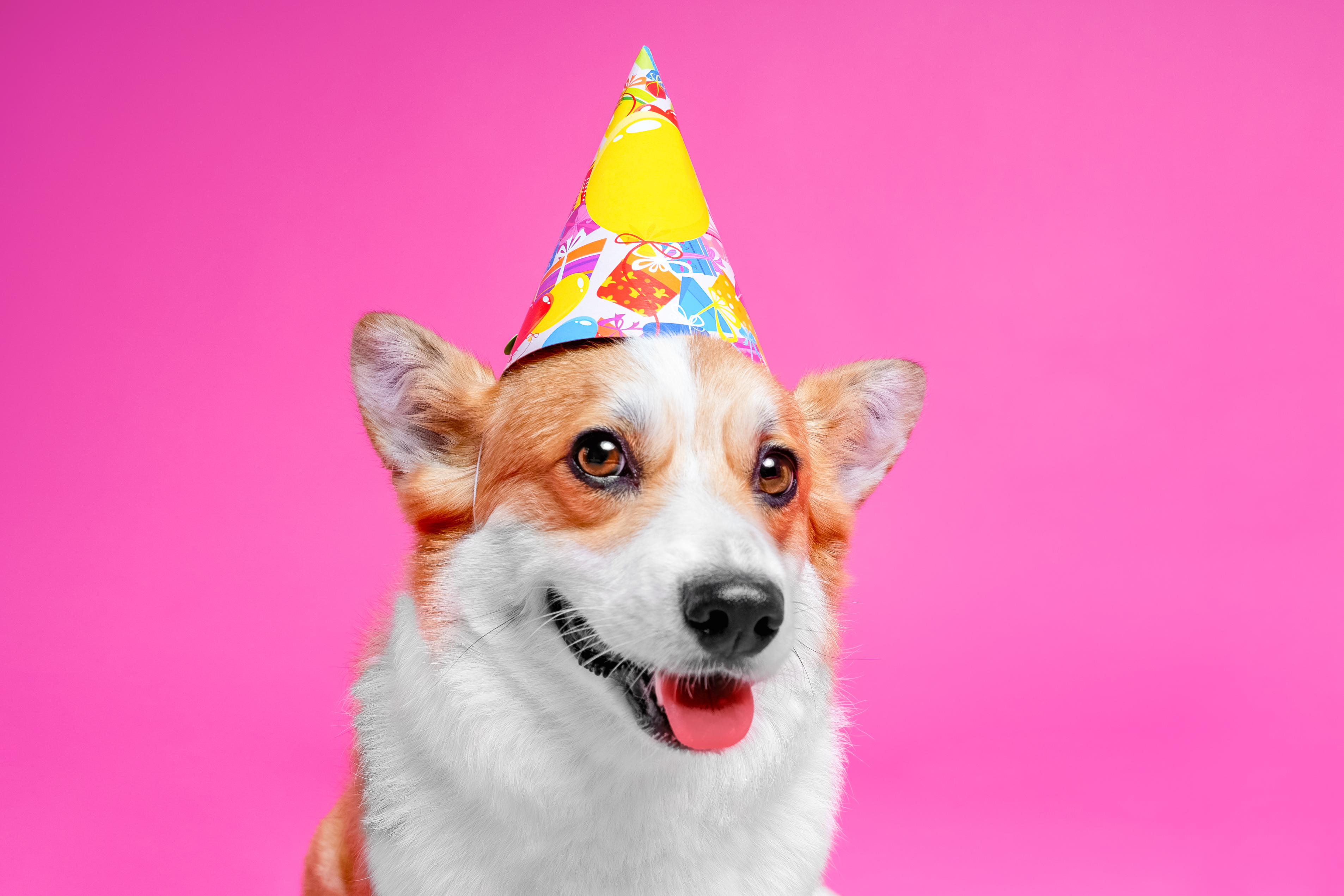 Birthday Dogs Wallpapers - Wallpaper Cave