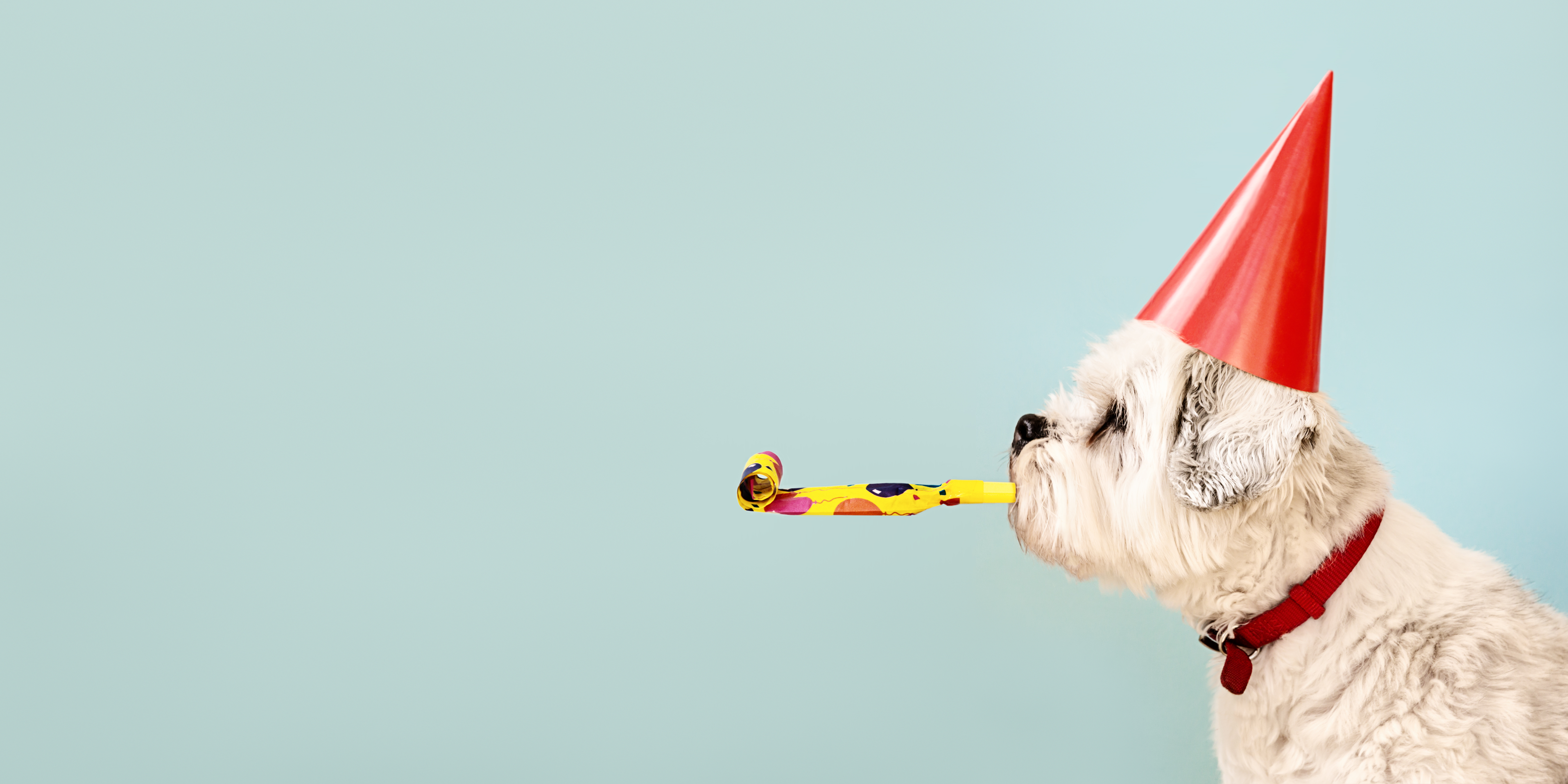 Birthday Dogs Wallpapers - Wallpaper Cave