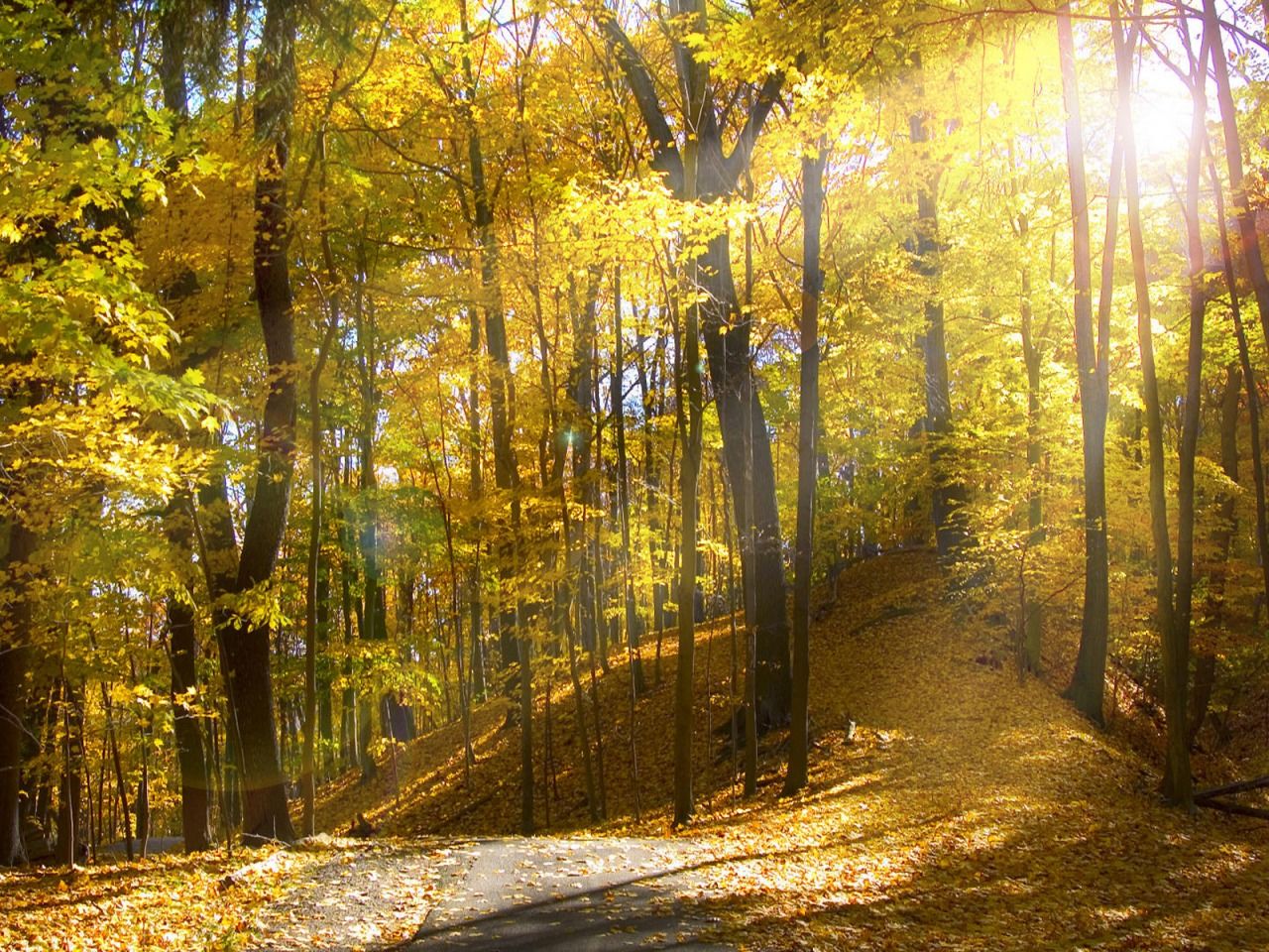 Sunny Autumn Morning Wallpapers - Wallpaper Cave