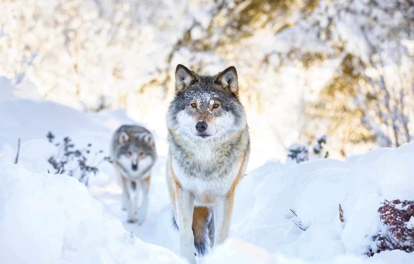 Wolf And Winter Wallpapers - Wallpaper Cave