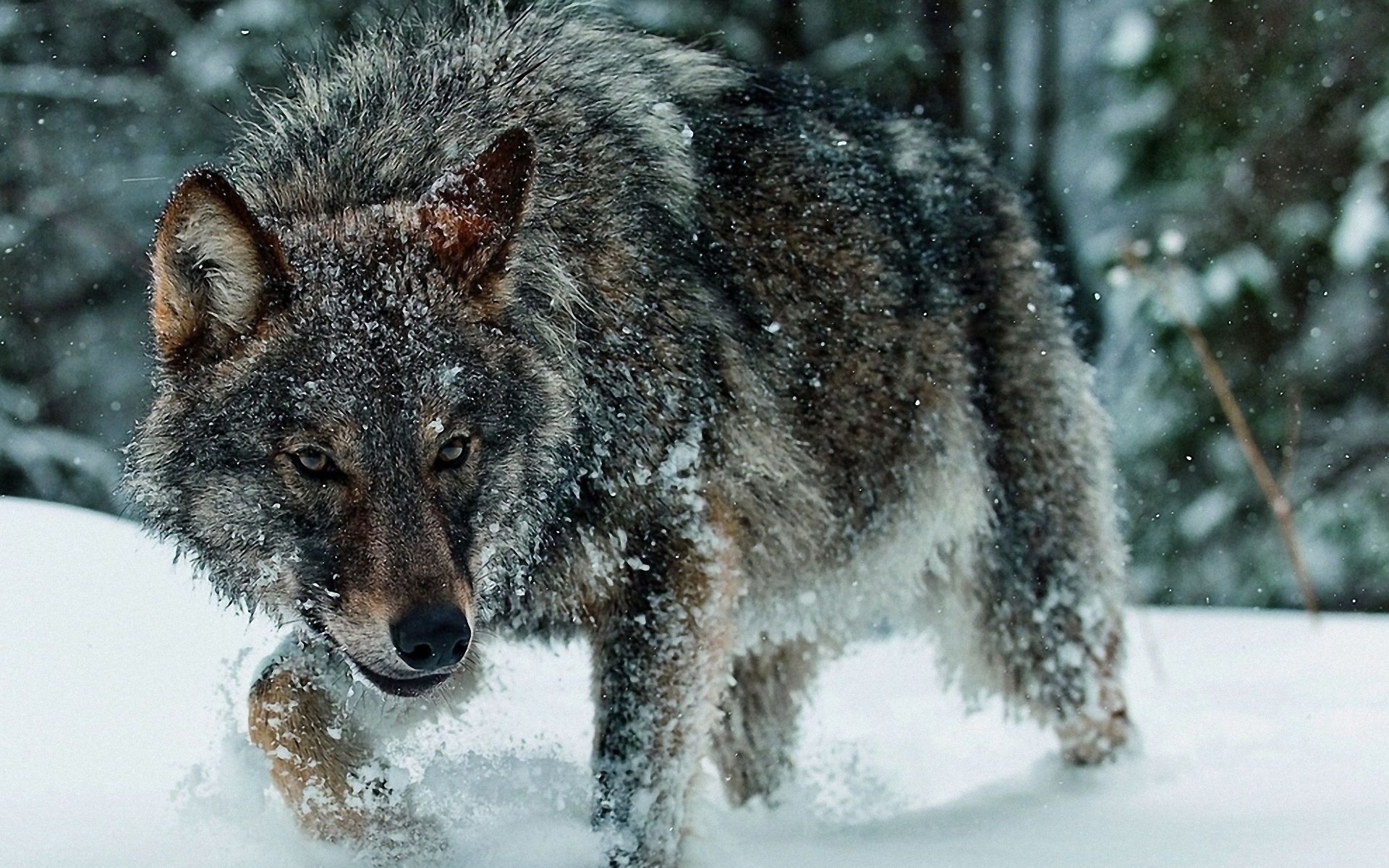 Wolf And Winter Wallpapers - Wallpaper Cave