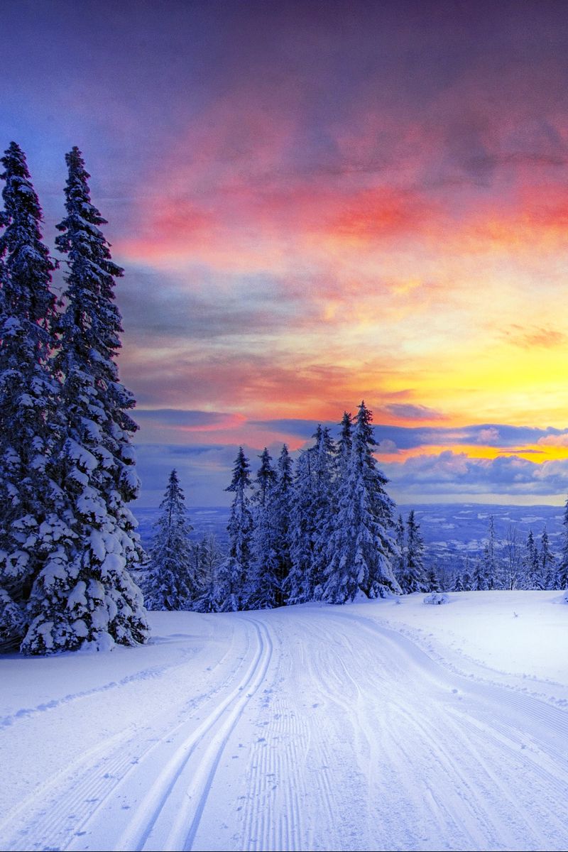 Winter Tree iPhone Wallpapers - Wallpaper Cave