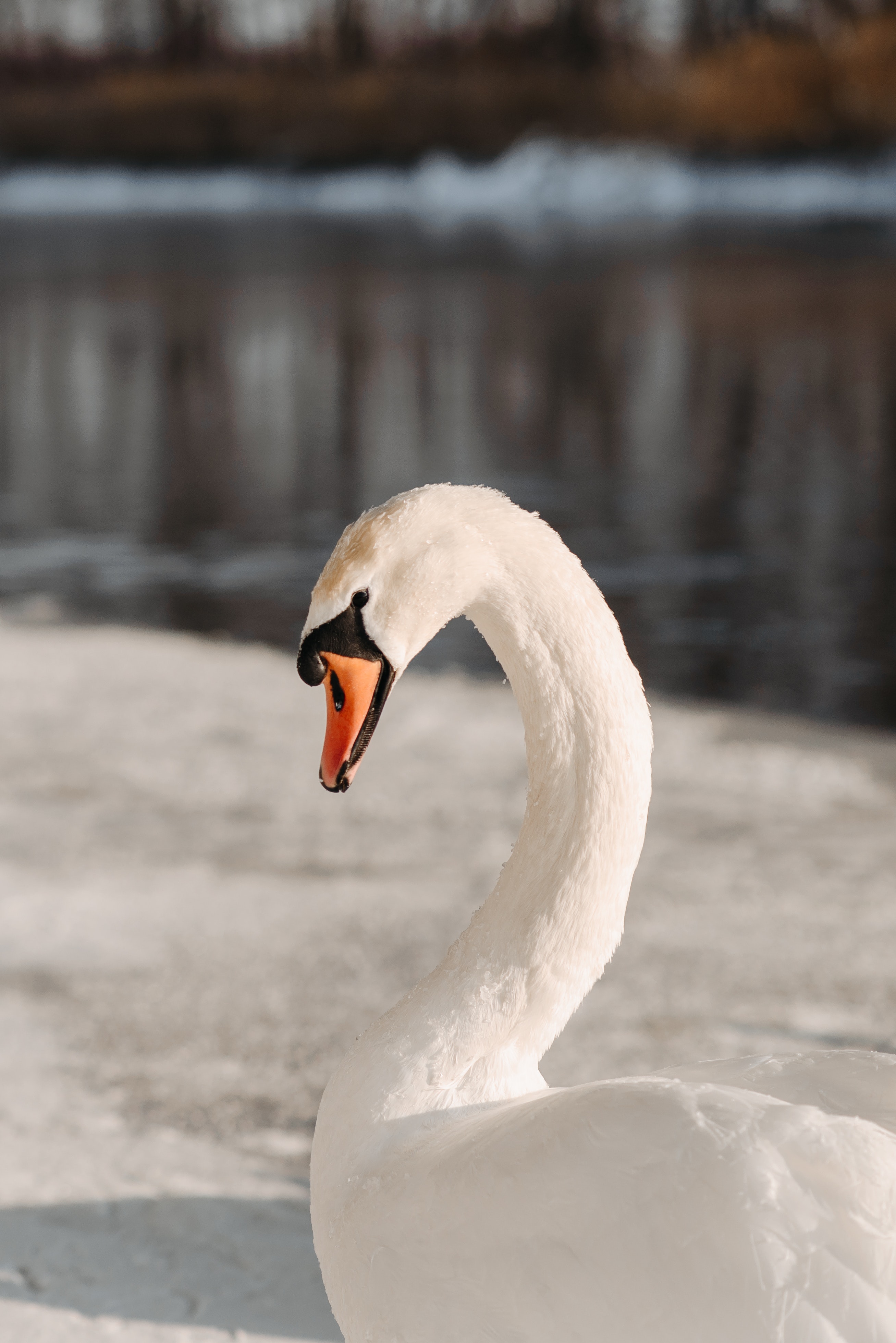 Mute Swan Wallpapers - Wallpaper Cave