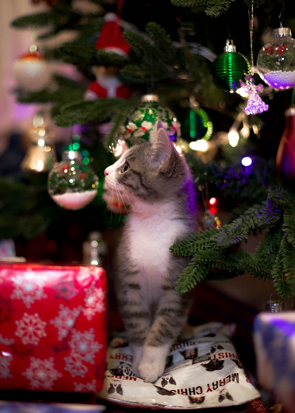 Christmas Cats Phone Wallpapers - Wallpaper Cave