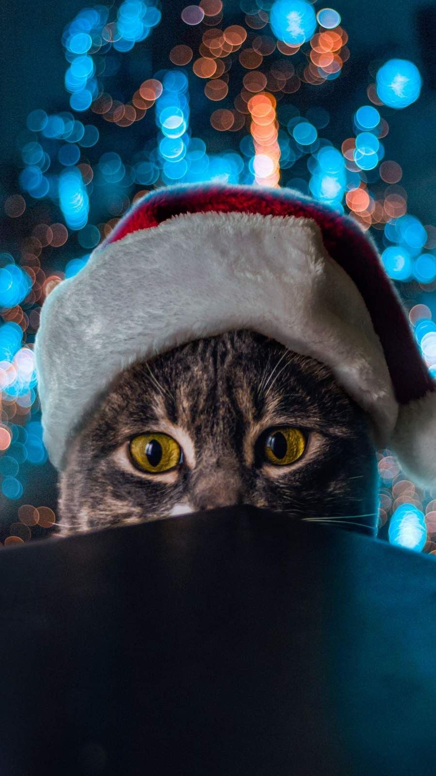 Christmas Cat iPhone Wallpapers - Wallpaper Cave