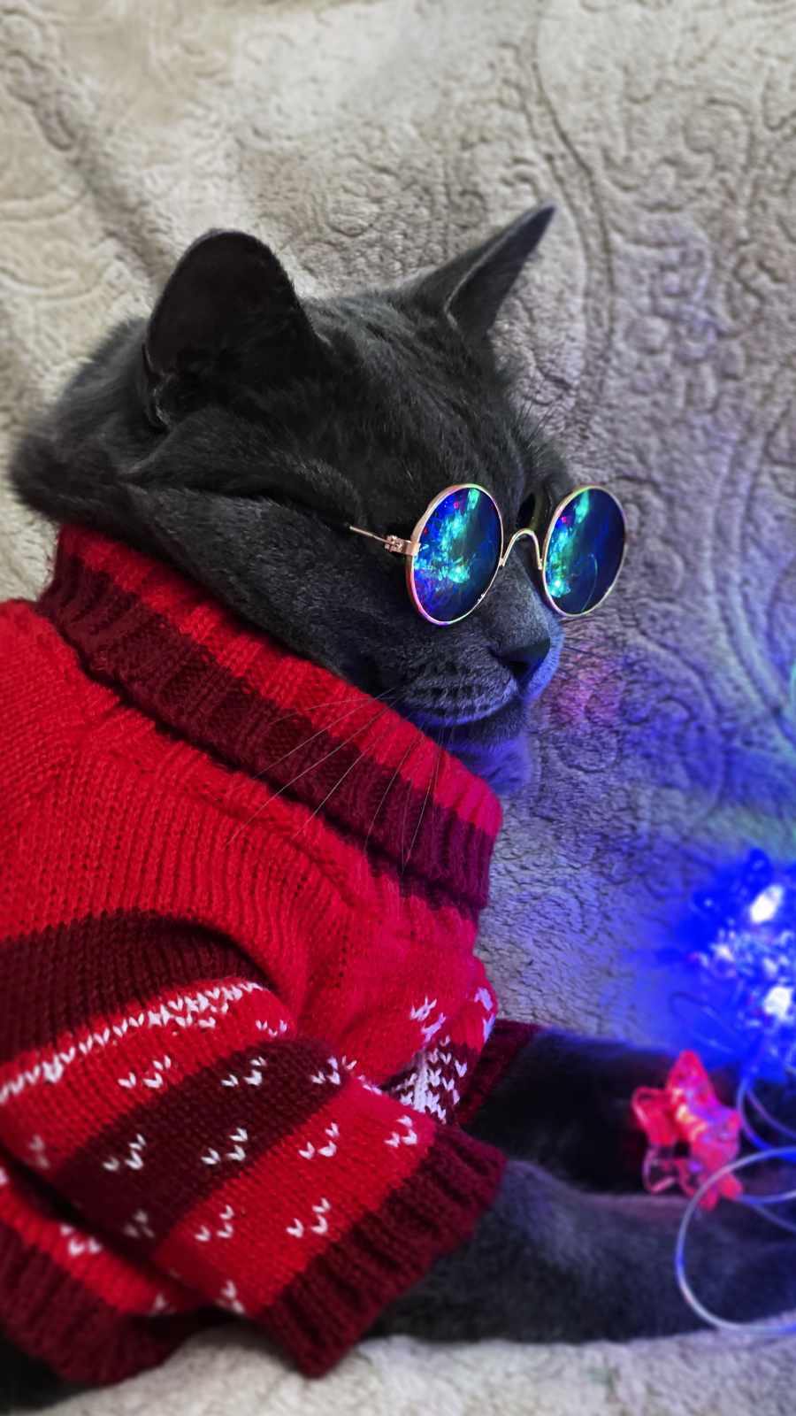 Christmas Cats Phone Wallpapers - Wallpaper Cave