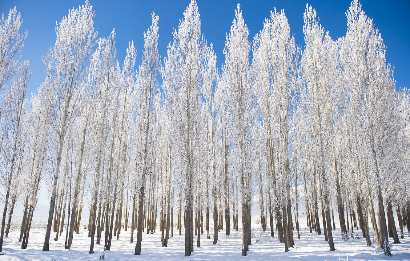Winter Sky Trees Wallpapers - Wallpaper Cave