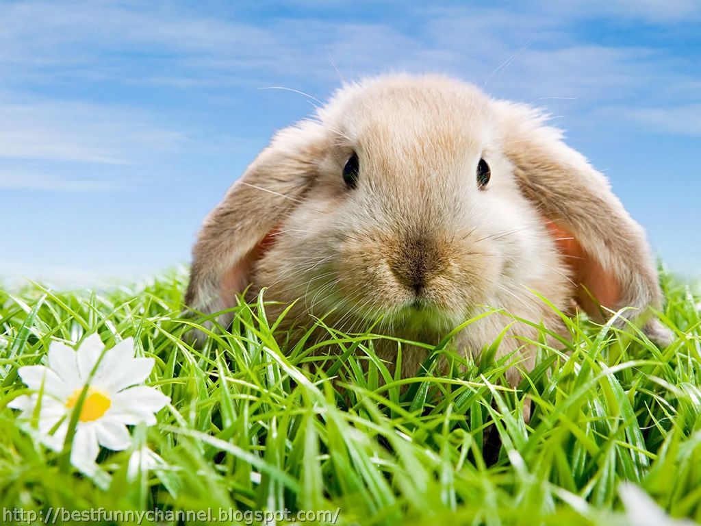Rabbit Summer Wallpapers - Wallpaper Cave