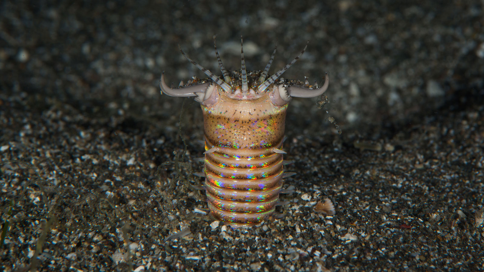 Bobbit Worm Wallpapers - Wallpaper Cave