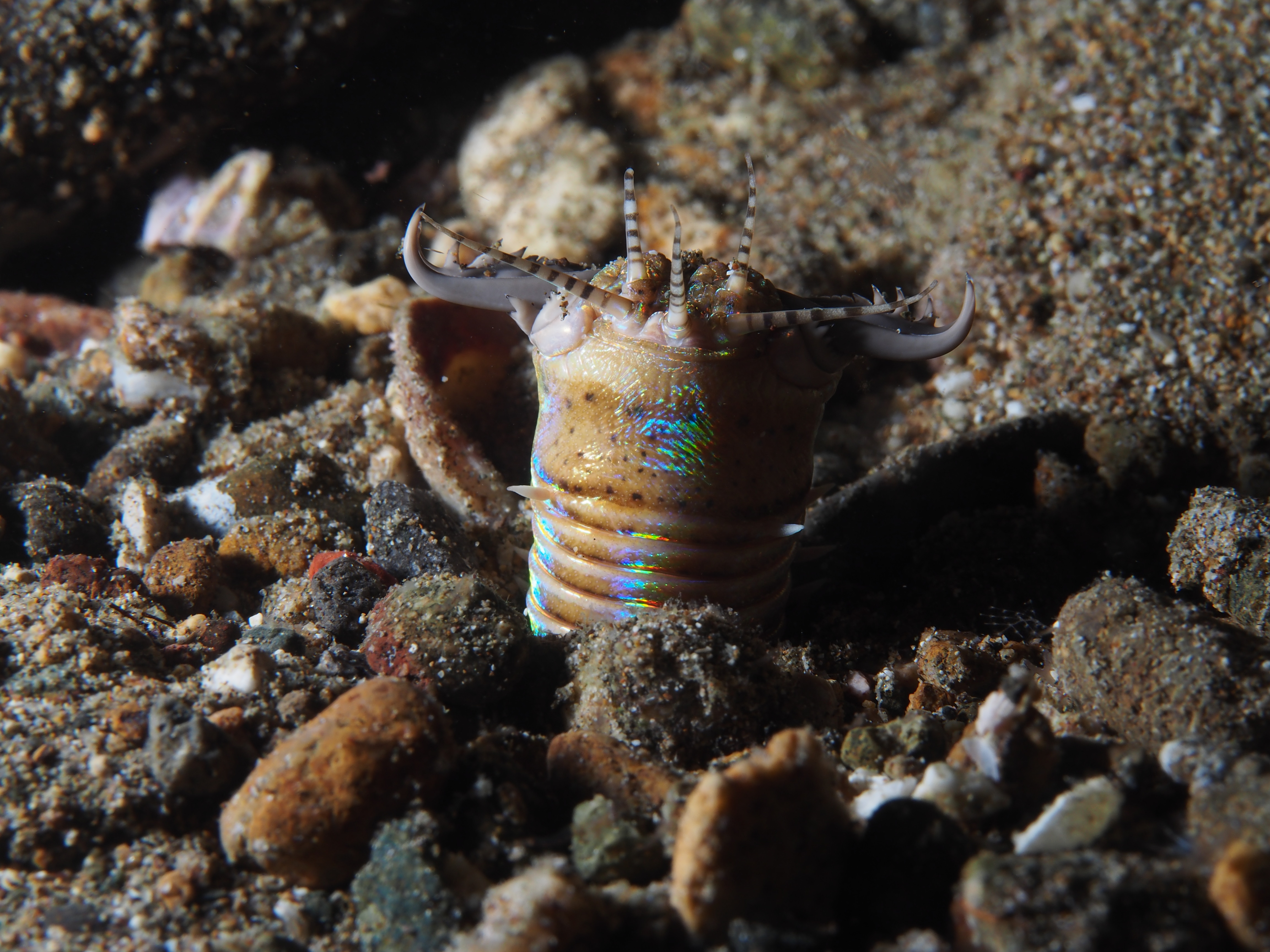 Bobbit Worm Wallpapers - Wallpaper Cave