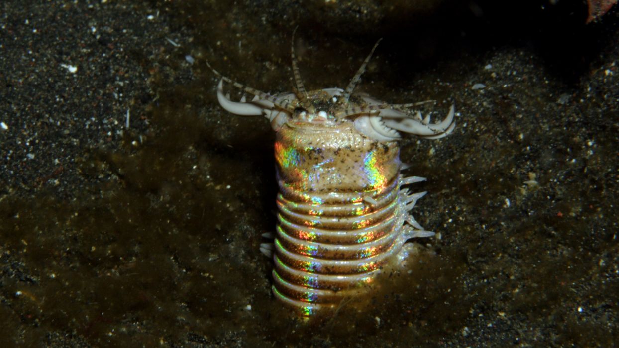 Bobbit Worm Wallpapers - Wallpaper Cave