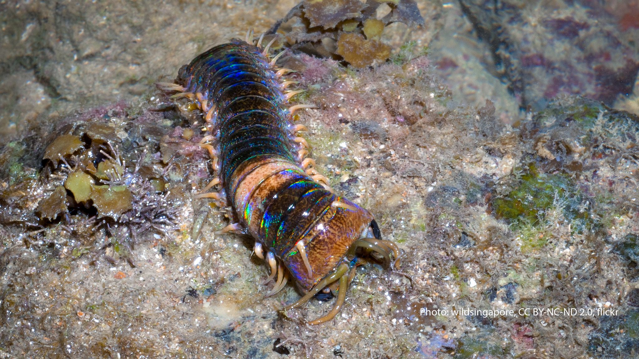 Bobbit Worm Wallpapers - Wallpaper Cave