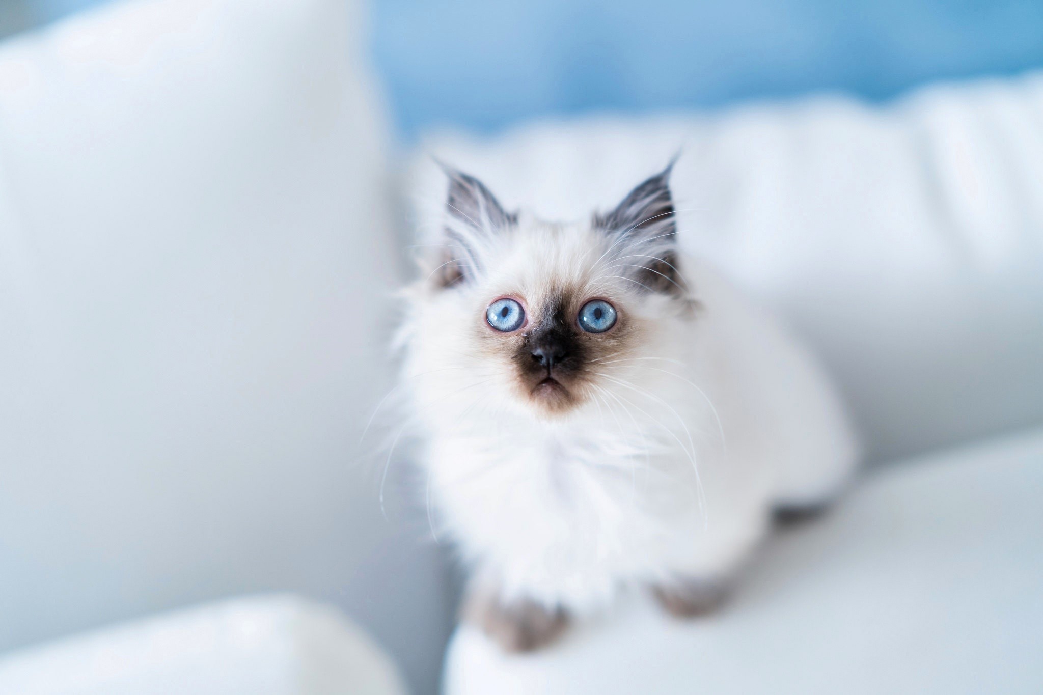 Birman Cat Wallpapers - Wallpaper Cave