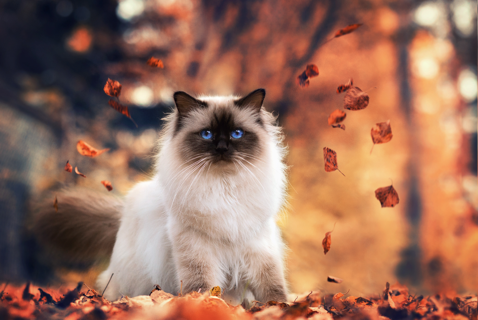 Birman Cat Wallpapers - Wallpaper Cave